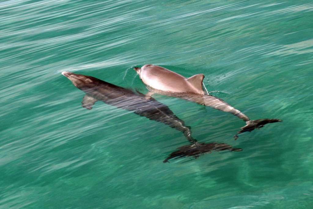 Shane Chalker Photography | Dolphins – Whales 30
