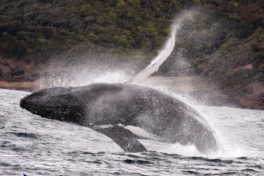 Shane Chalker Photography | Dolphins – Whales 30