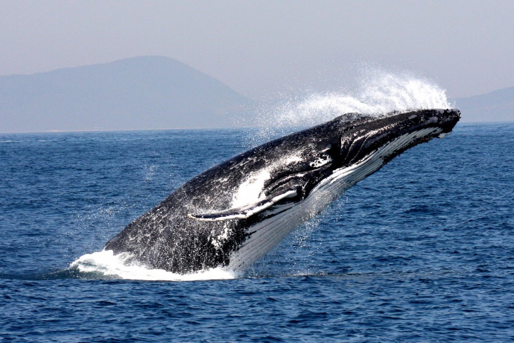 Shane Chalker Photography | Award winning photographer