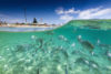 Shane Chalker Photography | Rockpool Locals-Tuncurry Rockpool