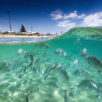 Shane Chalker Photography | Rockpool Locals-Tuncurry Rockpool