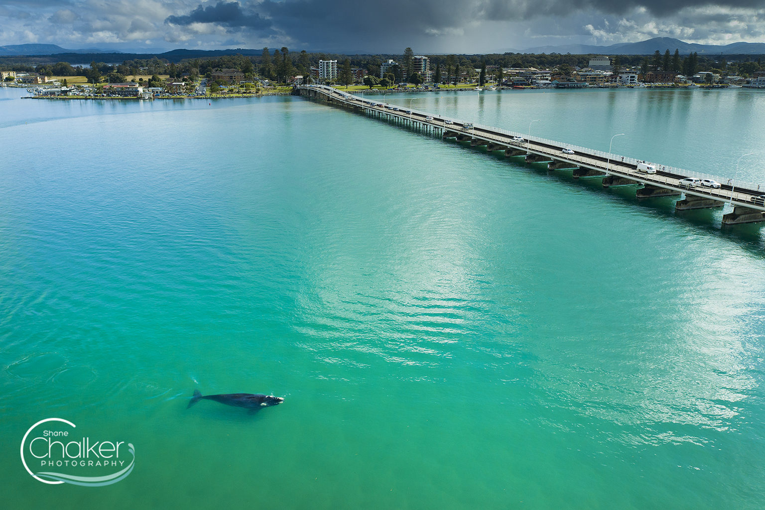 Shane Chalker Photography | Southern Right Whale – Forster Tuncurry Bridge