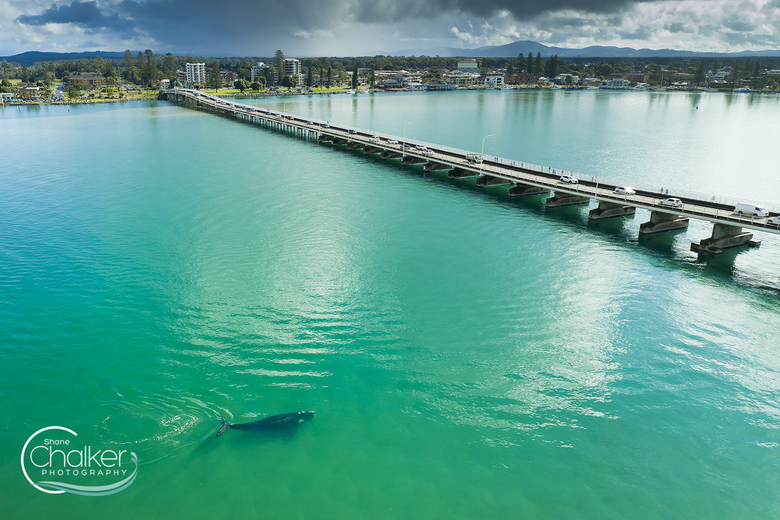 Shane Chalker Photography | Southern Right Whale 2 – Forster Tuncurry ...
