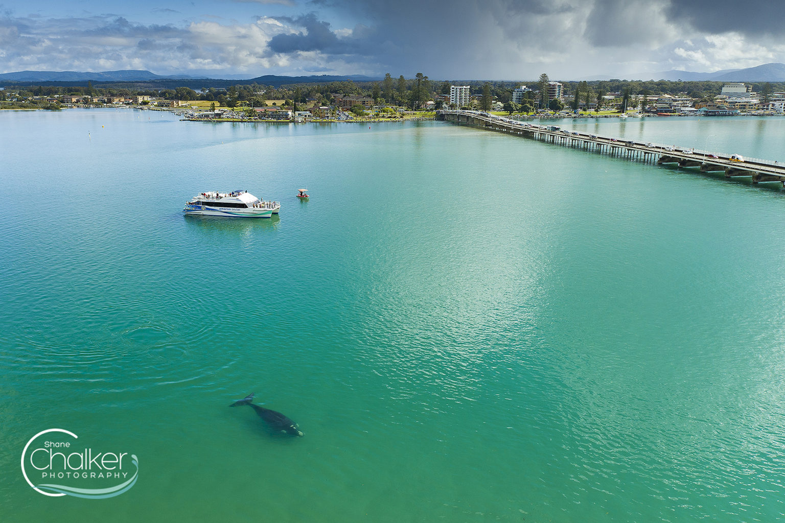 Shane Chalker Photography | Southern Right Whale – Amaroo Cruises ...